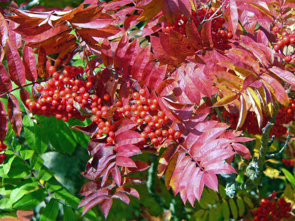 Sorbus commixta – Japanese Rowan Tree