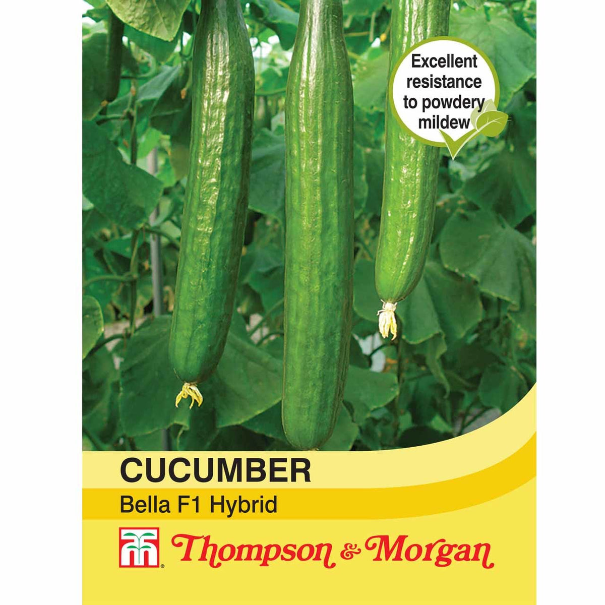 Cucumber Bella F1 Hybrid