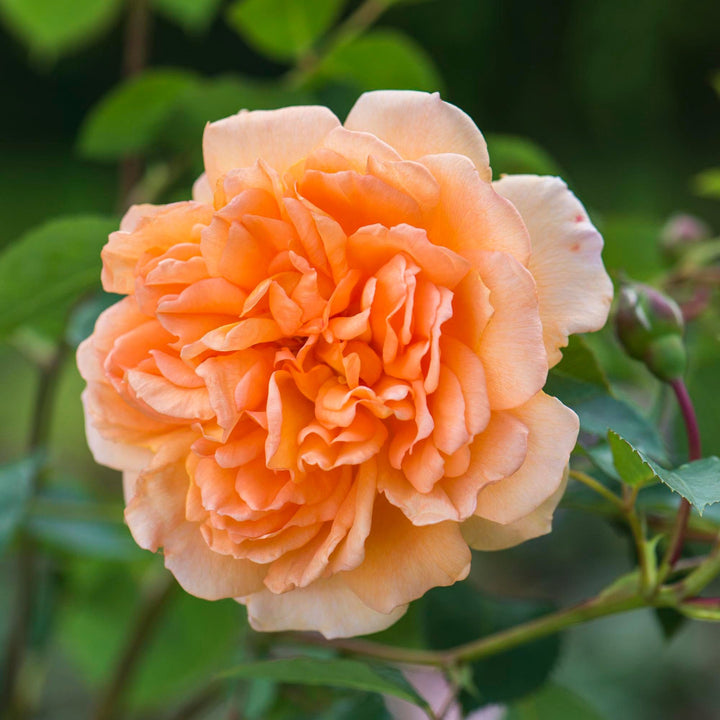 Rosa 'Dame Judi Dench' 6L 04-Rose, David Austin